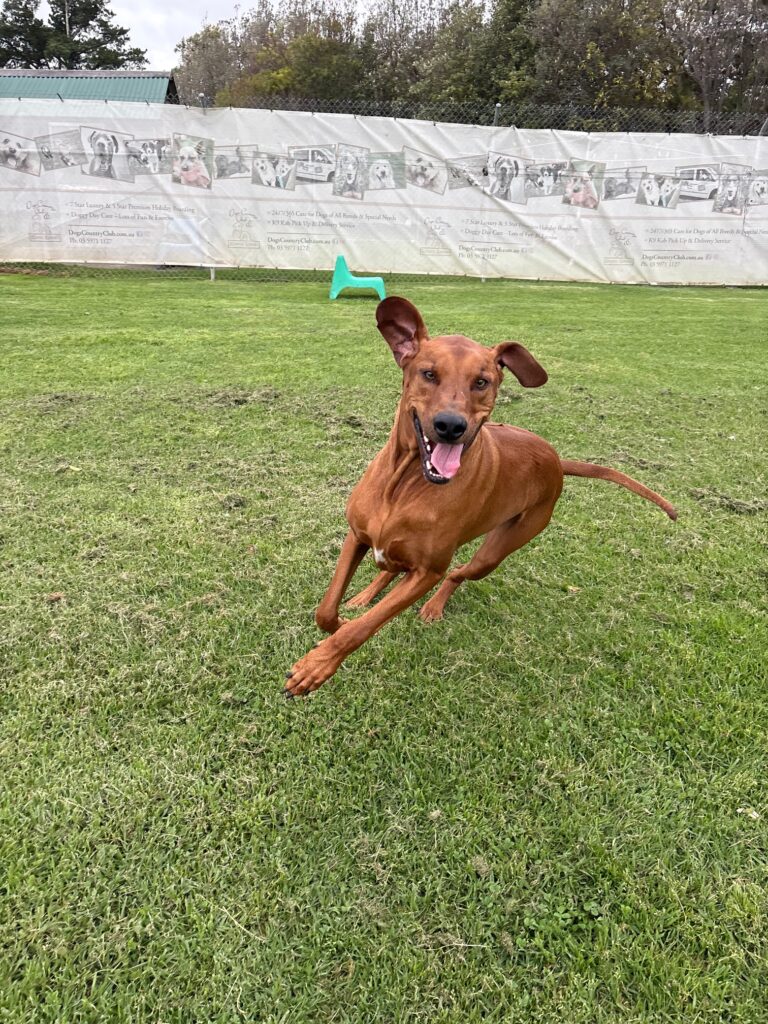 The Rhodesian Ridgeback Breed Profile - Health & More!